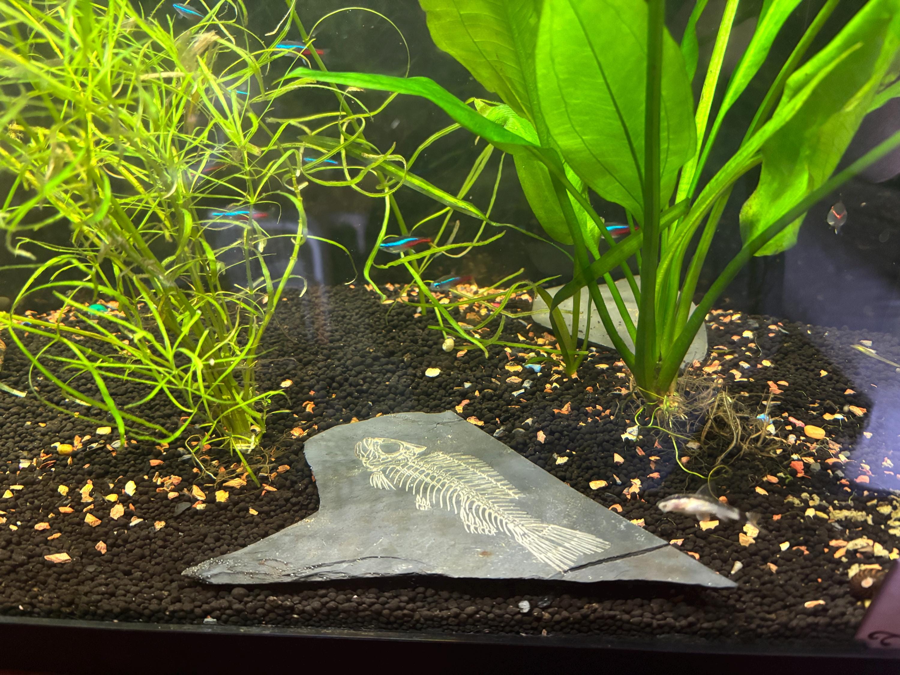 Laser-engraved Fossil Aquarium Decoration – Realistic Black Slate Stone ...