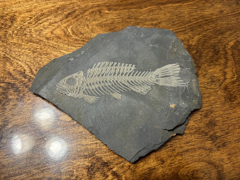 Laser-engraved Fossil Aquarium Decoration – Realistic Black Slate Stone ...