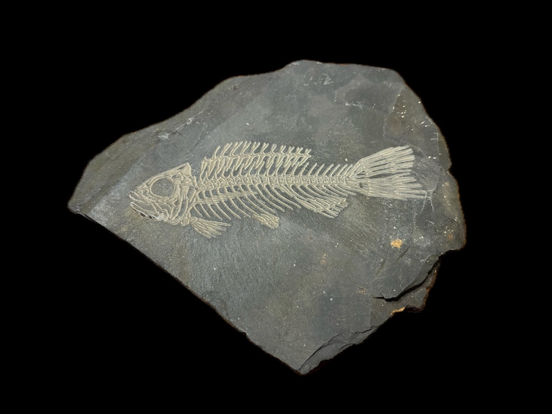 Laser-engraved Fossil Aquarium Decoration – Realistic Black Slate Stone ...