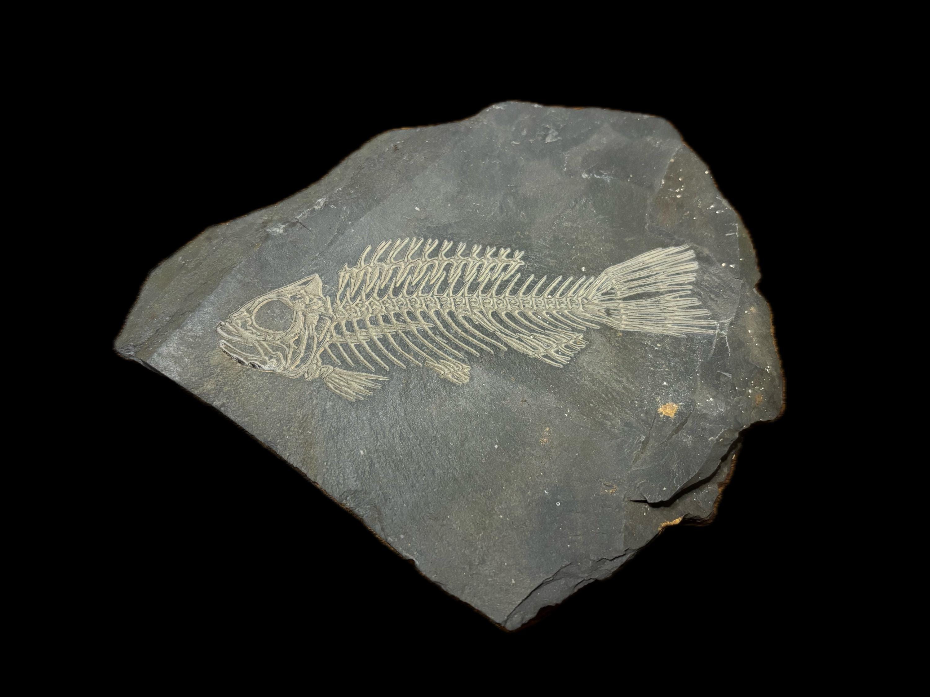 Laser-engraved Fossil Aquarium Decoration – Realistic Black Slate Stone ...