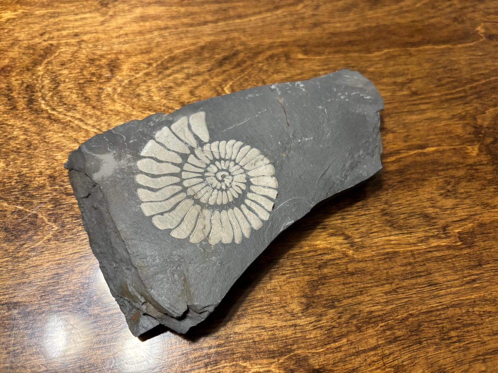 Laser-engraved Fossil Aquarium Decoration – Realistic Black Slate Stone ...