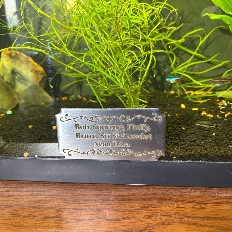 Small Fish Enclosure - Etsy UK