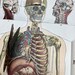 19thc Full Body Paper Fold-out Anatomical Model - Etsy