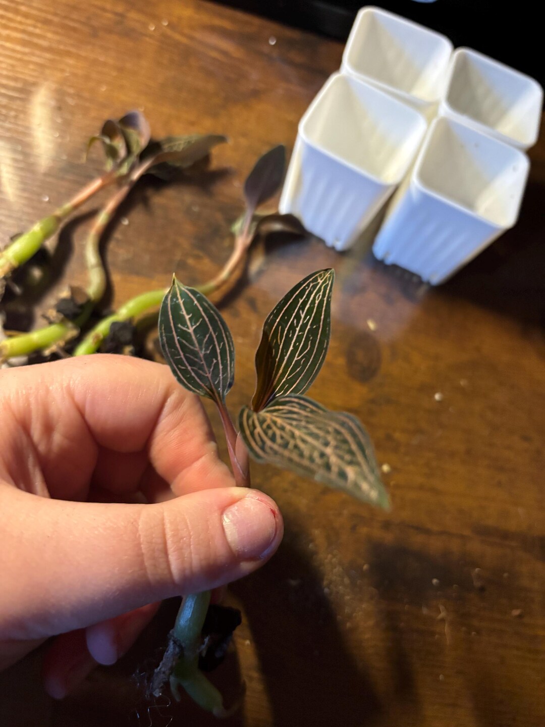 Jewel Orchid Ludochilus ' Lightning ', Rare Indoor Houseplant TWO ...