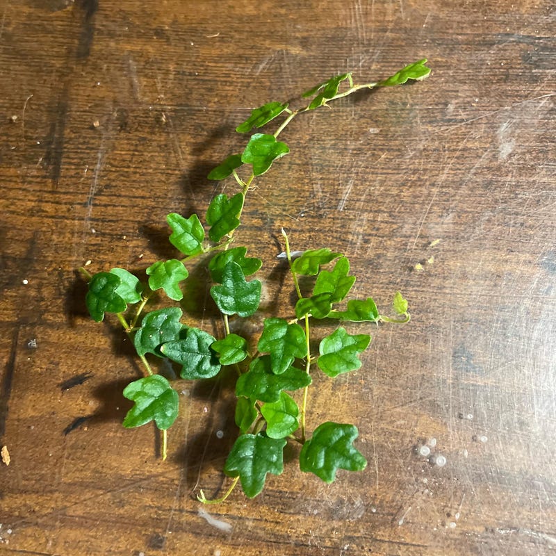 String of Frogs - Etsy