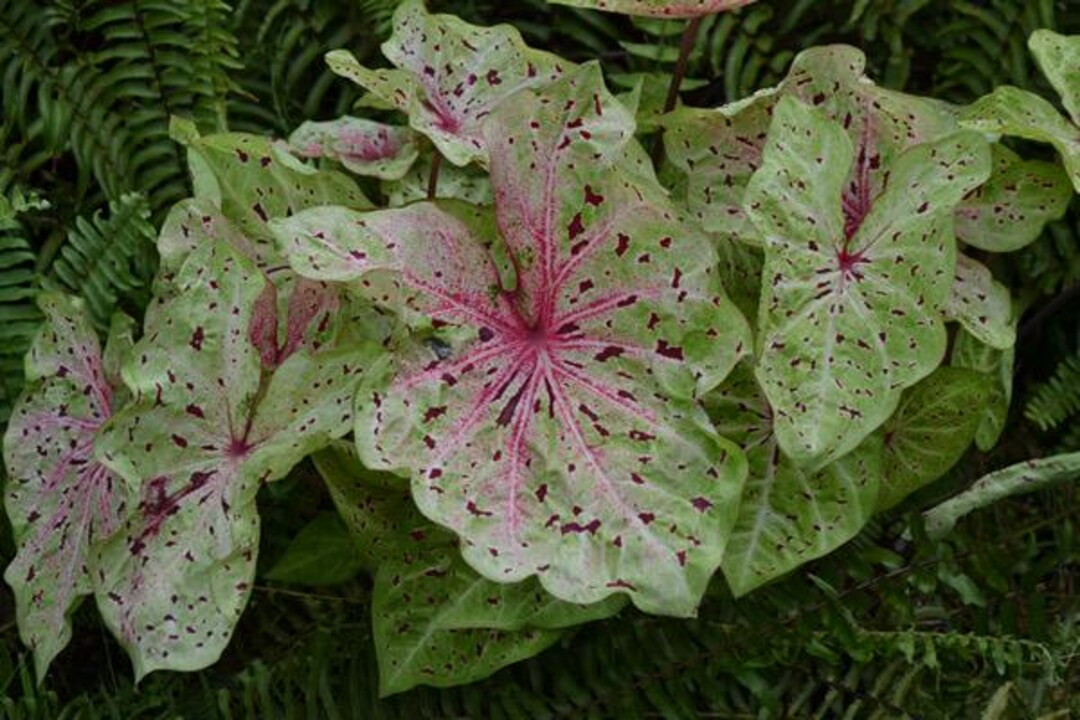 Caladium ‘ Miss Muffett ‘ Medium Small Bulb BULB ONLY TWO Minimum Plant ...