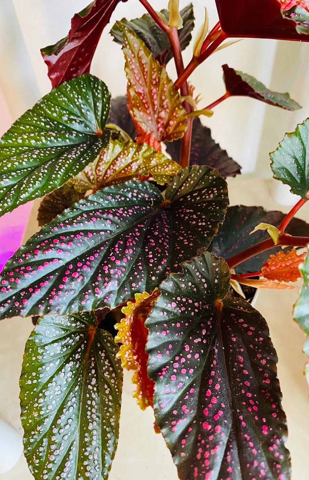 Angel Wing Begonia Benigo Pink Houseplant Cool Cute Interesting - Etsy