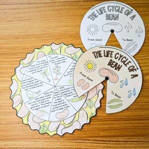 Life Cycle of a Bean Plant Spinner Wheel, Sequence Activity for ...