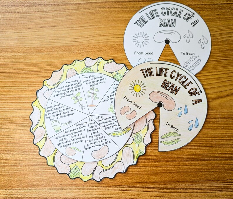 Life Cycle of a Bean Plant Spinner Wheel, Sequence Activity for ...