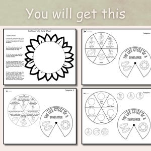 Life Cycle of a Sunflower Plant Spinner Wheel, Sequence Activity for ...