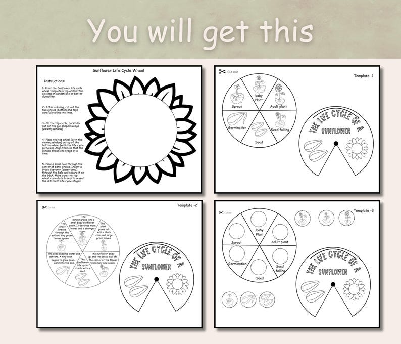 Life Cycle of a Sunflower Plant Spinner Wheel, Sequence Activity for ...