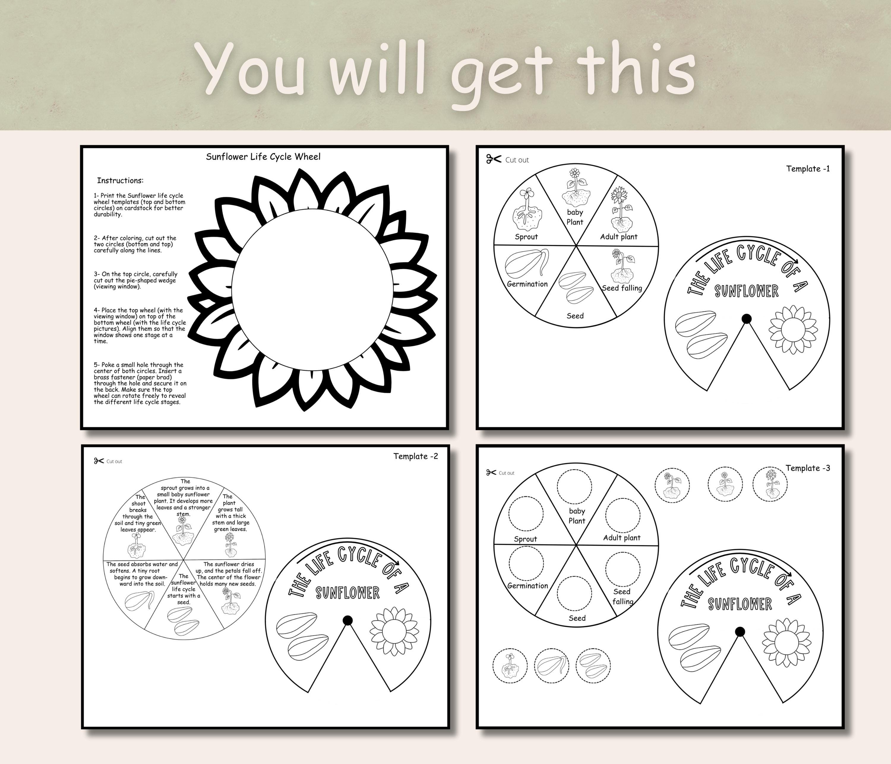 Life Cycle of a Sunflower Plant Spinner Wheel, Sequence Activity for ...
