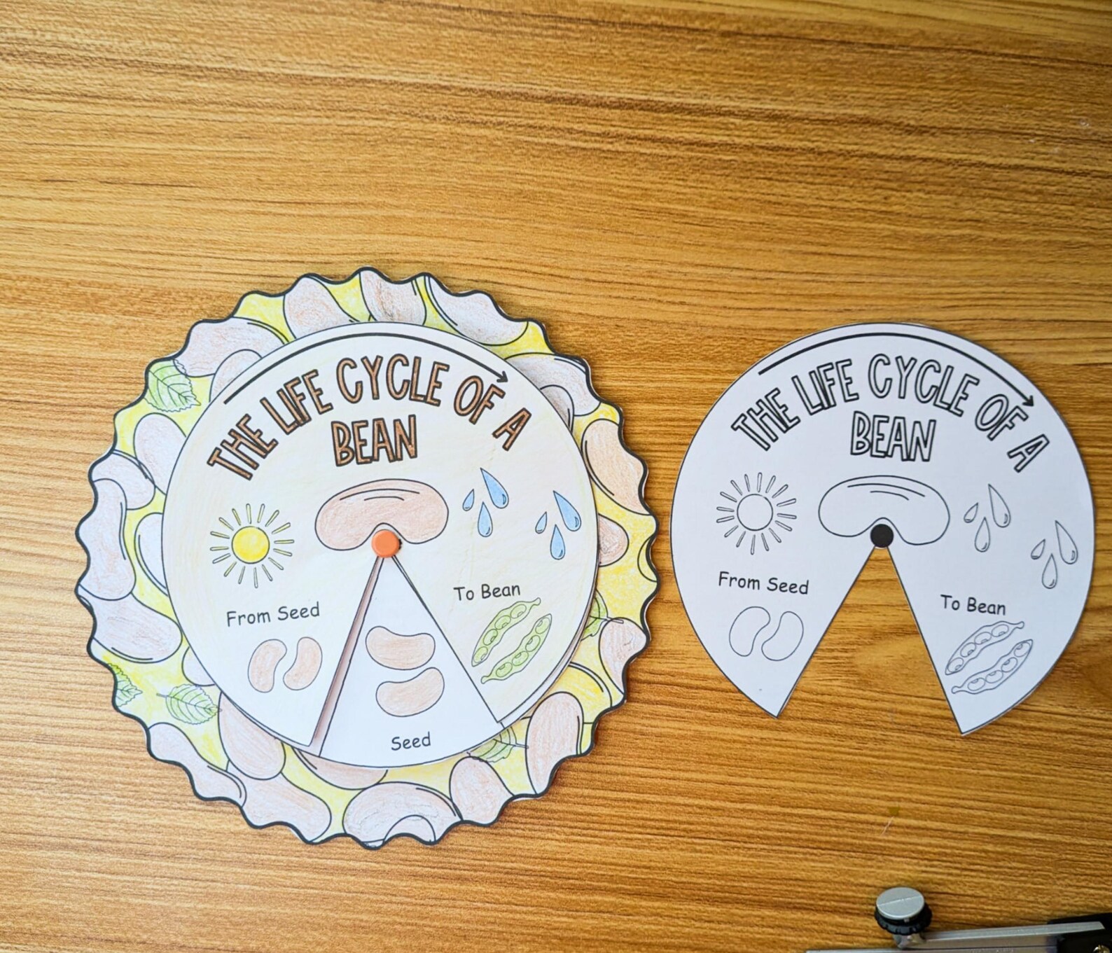 Life Cycle of a Bean Plant Spinner Wheel, Sequence Activity for ...