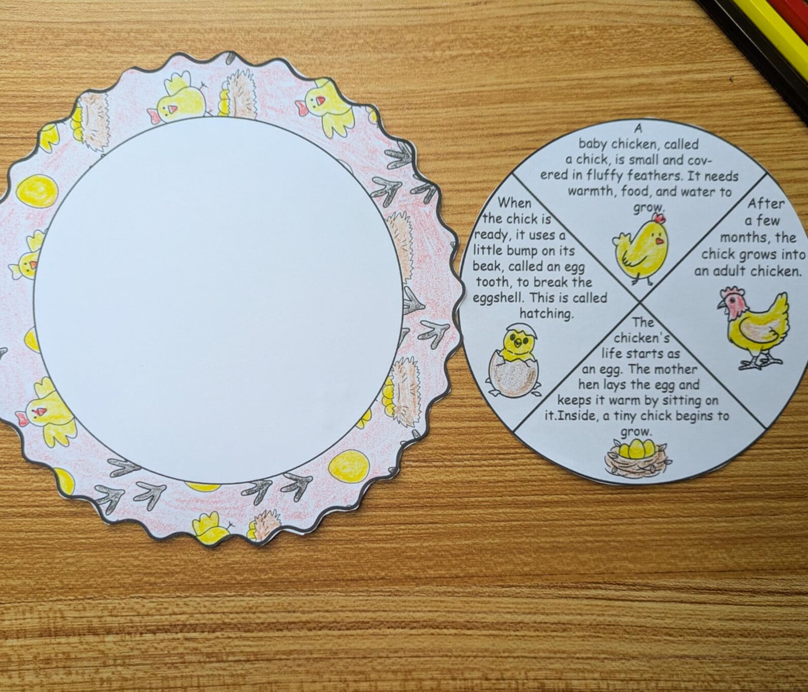 Life Cycle of a Chicken Wheel, Homeschool Science Unit Study ...
