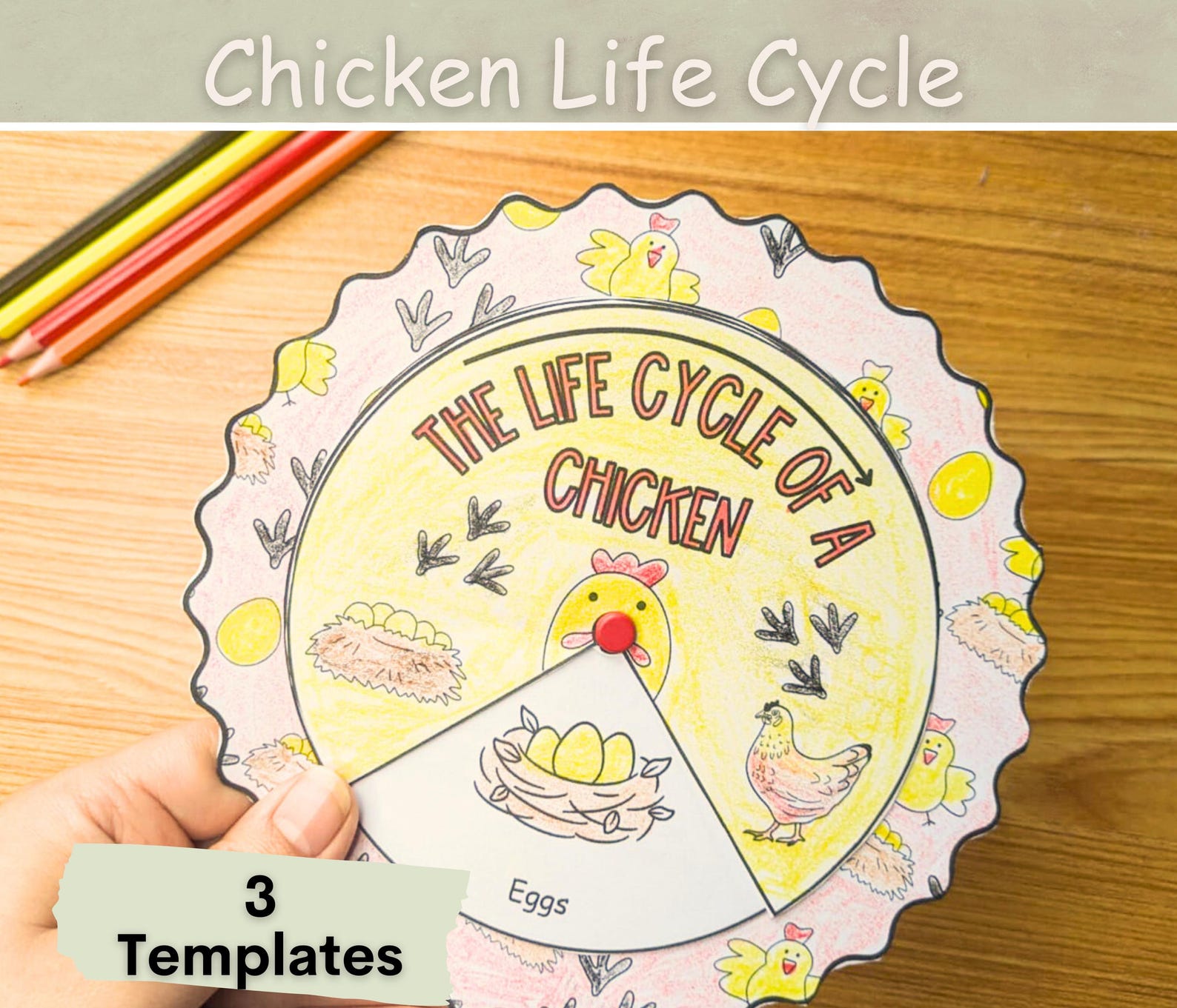 Life Cycle of a Chicken Wheel, Homeschool Science Unit Study ...