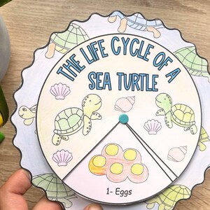 Life Cycle of a Sea Turtle Wheel, Homeschool Science Unit Activity ...