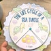Life Cycle of a Sea Turtle Wheel, Homeschool Science Unit Activity ...