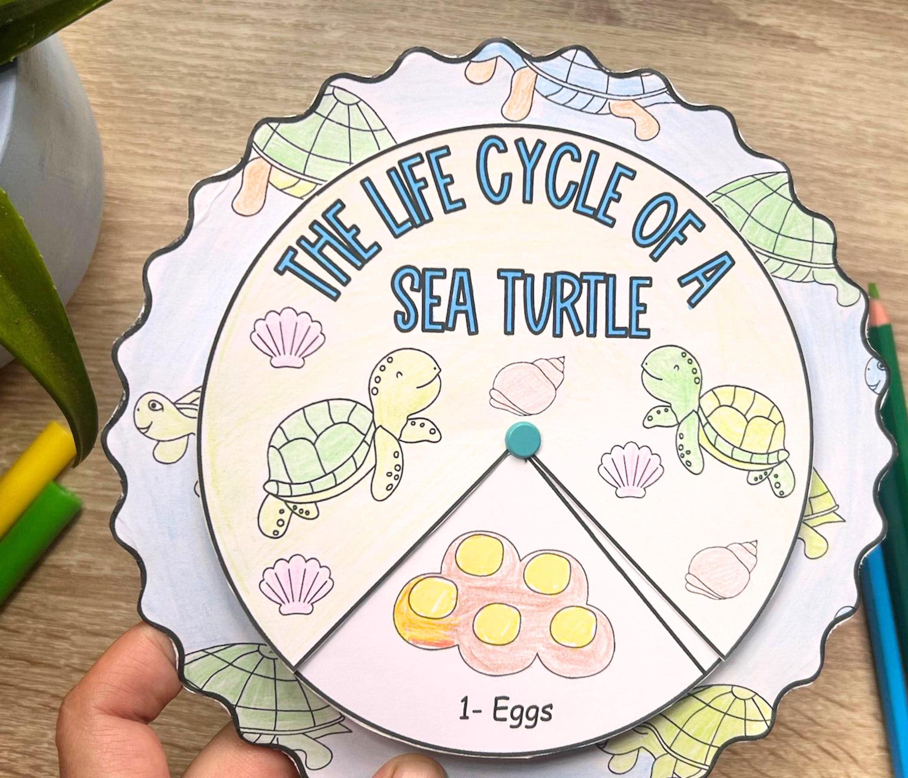 Life Cycle of a Sea Turtle Wheel, Homeschool Science Unit Activity ...