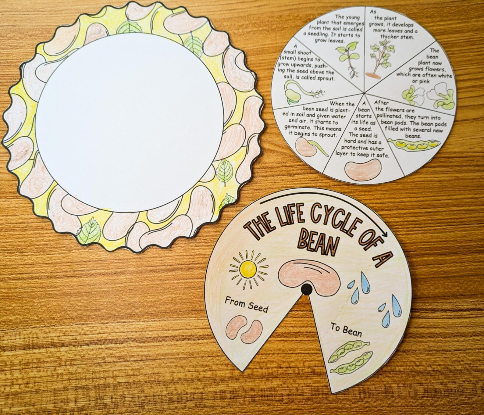 Life Cycle of a Bean Plant Spinner Wheel, Sequence Activity for ...