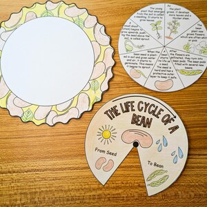 Life Cycle of a Bean Plant Spinner Wheel, Sequence Activity for ...