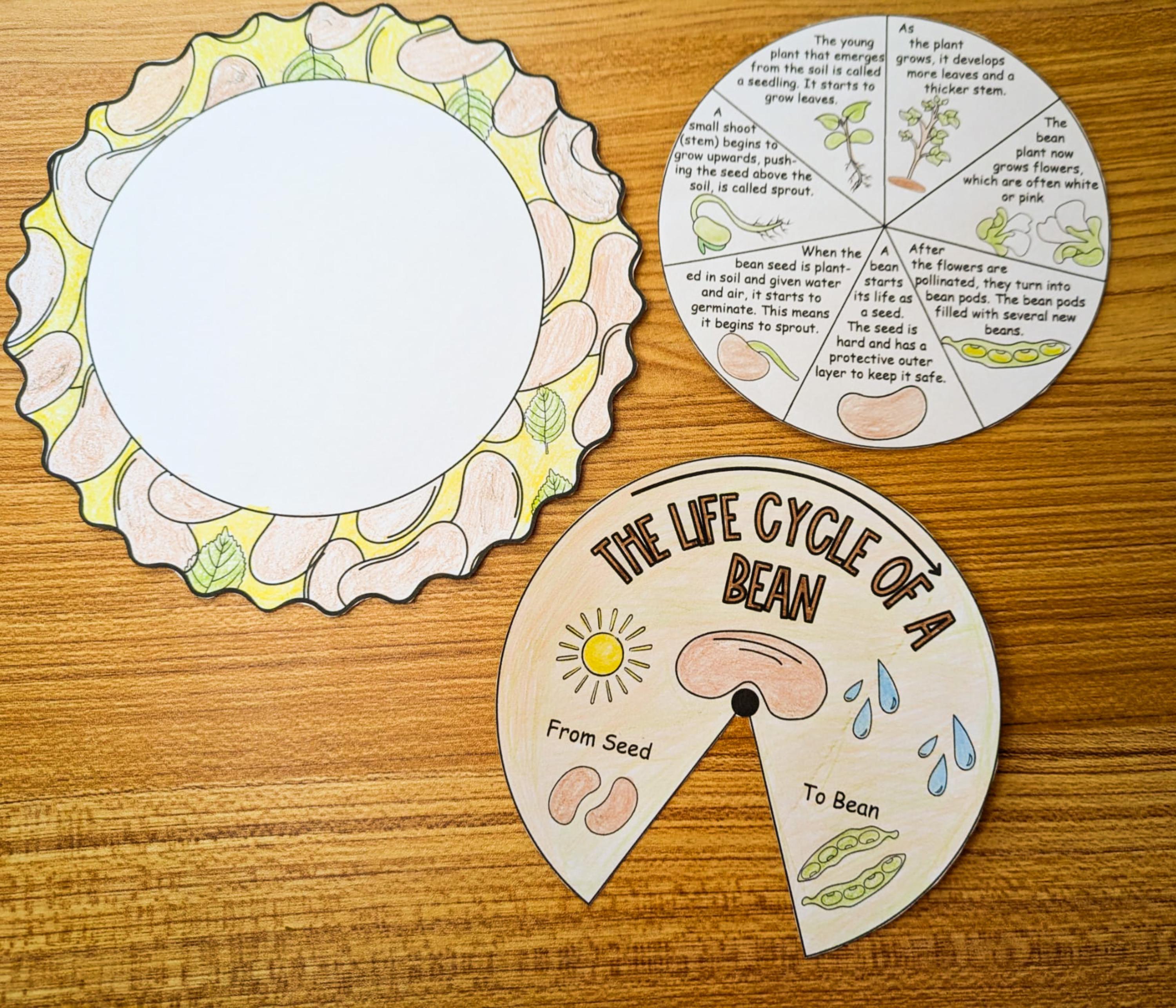 Life Cycle of a Bean Plant Spinner Wheel, Sequence Activity for ...