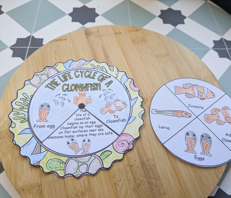 Life Cycle of a Clownfish Spinner Wheel, Sequence Activity for ...