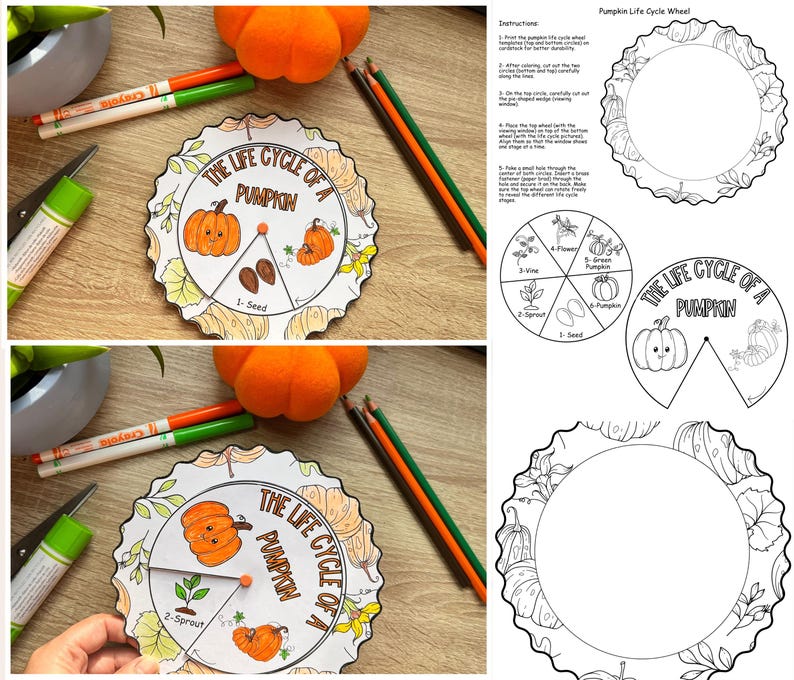 Life Cycle of a Pumpkin Wheel, Homeschool Science Activity, October ...
