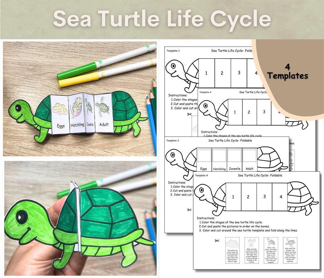 Life Cycle of a Sea Turtle Foldable Activity, Homeschool Science Unit ...