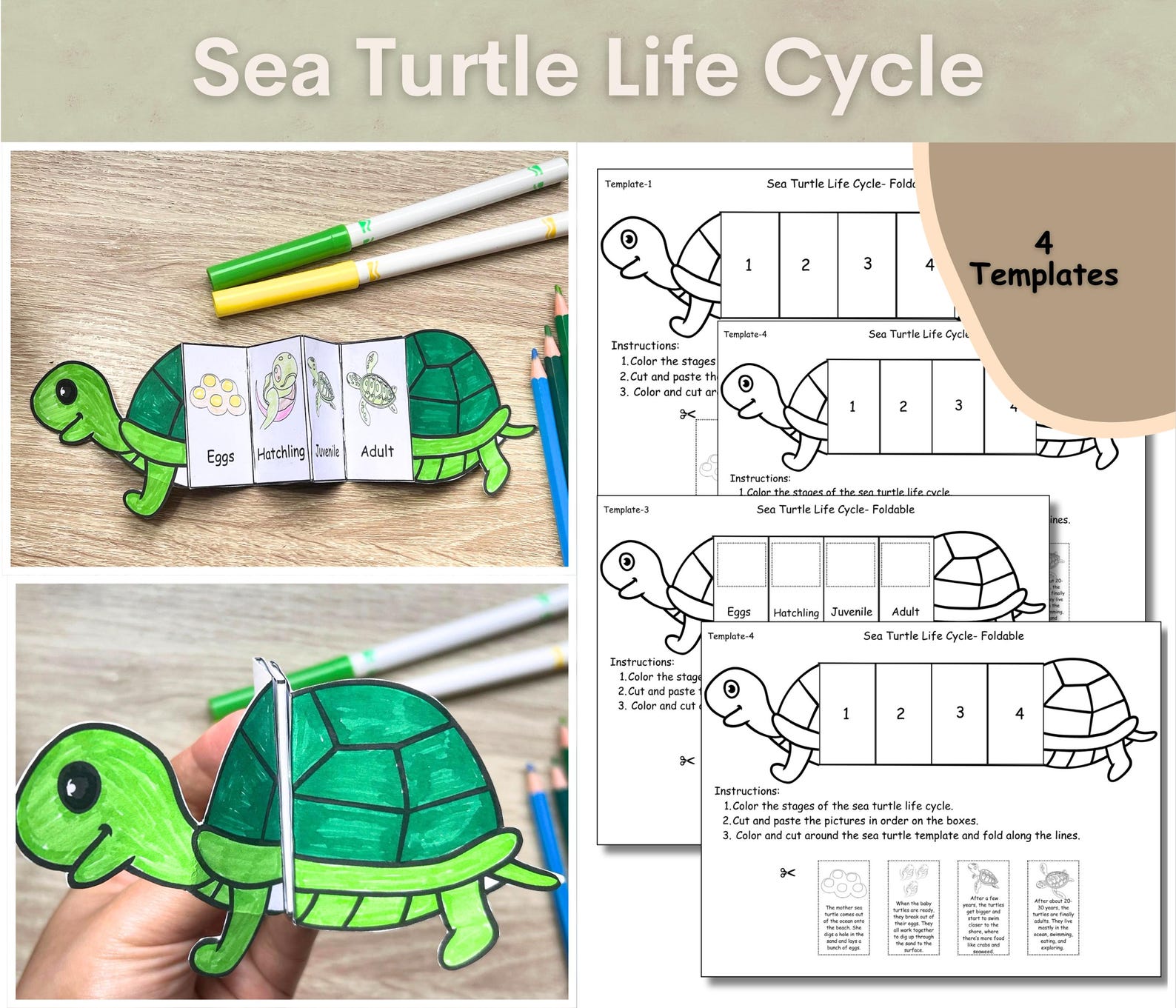 Life Cycle of a Sea Turtle Foldable Activity, Homeschool Science Unit ...