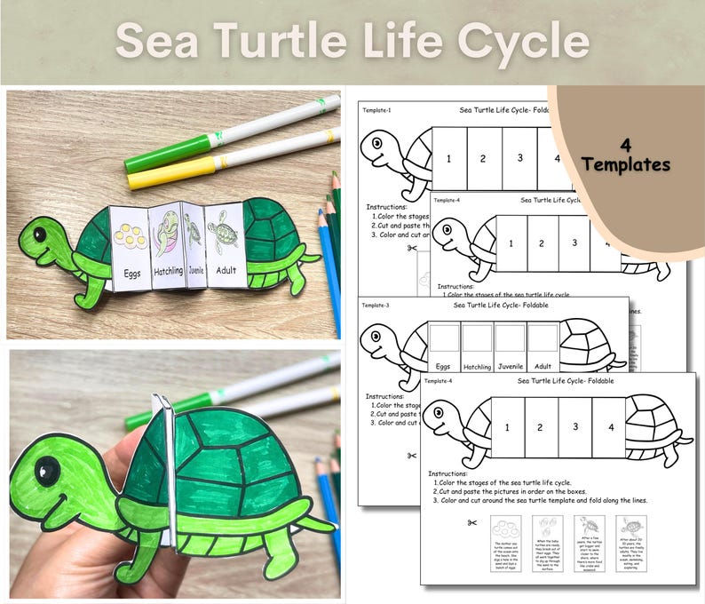 Life Cycle of a Sea Turtle Foldable Activity, Homeschool Science Unit ...