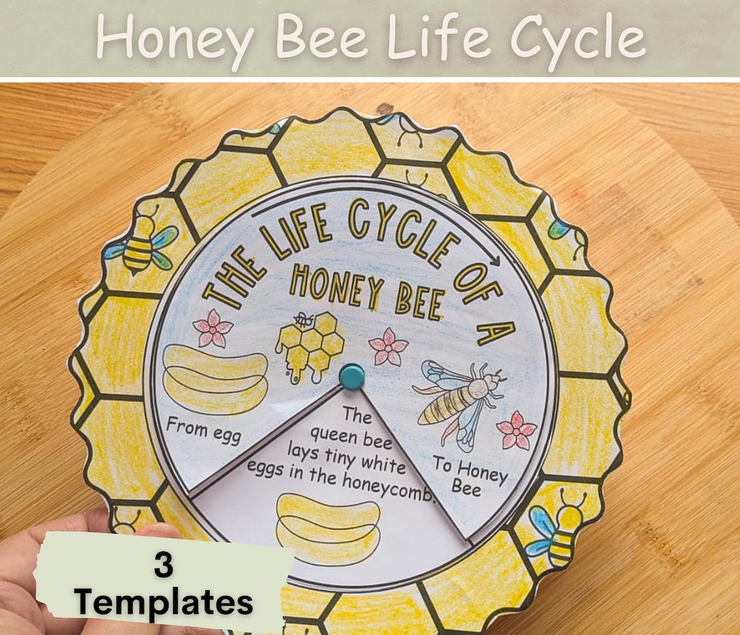 Life Cycle of a Honey Bee Wheel, Homeschool Science Unit Study ...