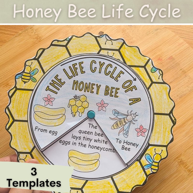 Life Cycle of a Honey Bee - Etsy