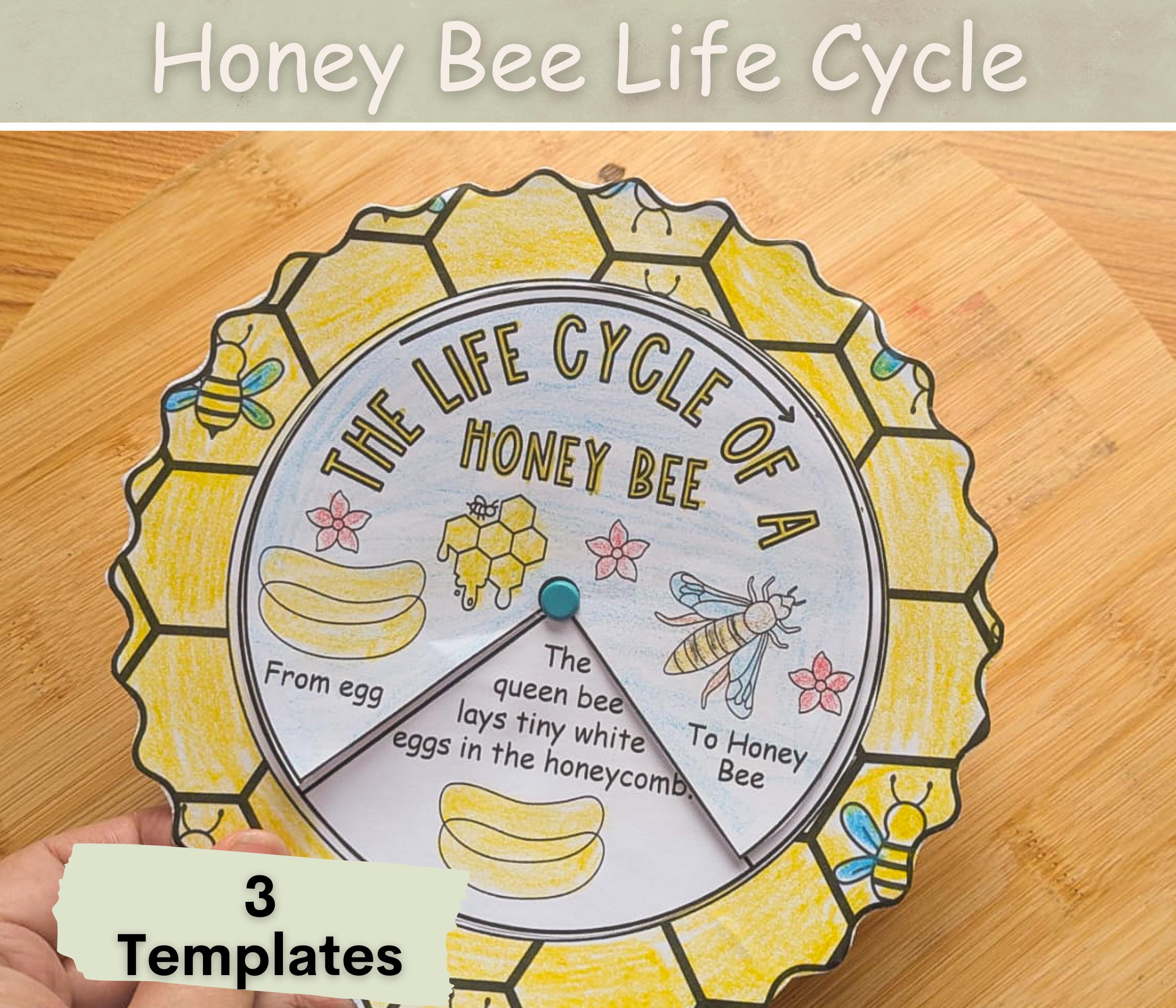 Life Cycle of a Honey Bee Wheel, Homeschool Science Unit Study ...
