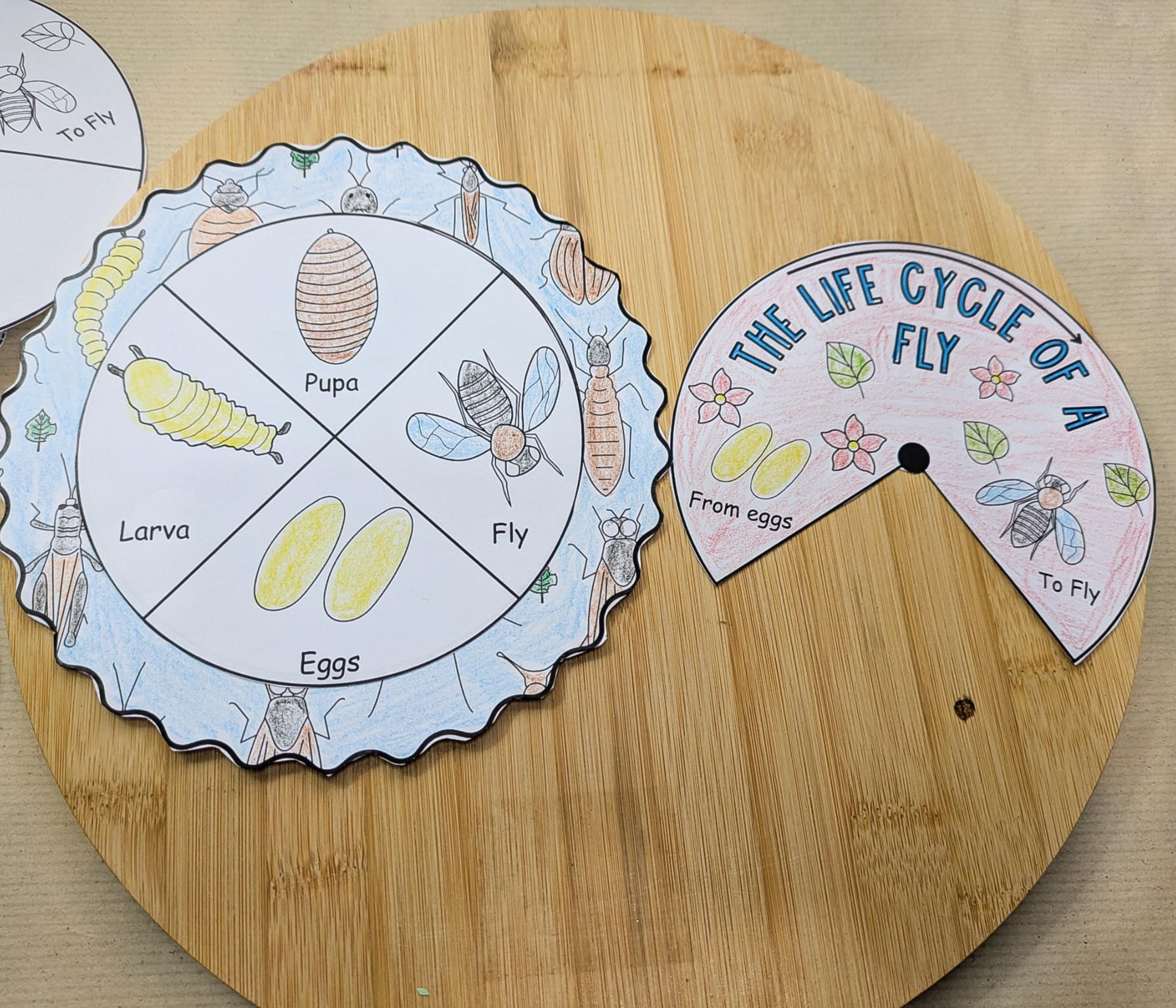Life Cycle of a Fly Spinner Wheel, Homeschool Science Unit Activity ...
