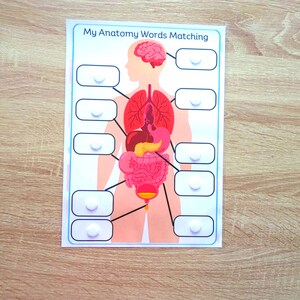 Human Anatomy Busy Book Page for Toddlers, Preschool Learning Toddler ...