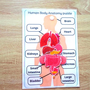 Human Anatomy Busy Book Page for Toddlers, Preschool Learning Toddler ...