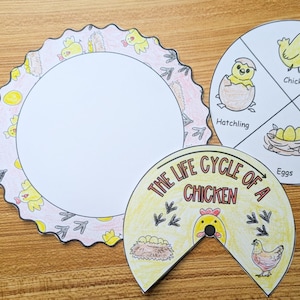 Life Cycle of a Chicken Wheel, Homeschool Science Unit Study ...