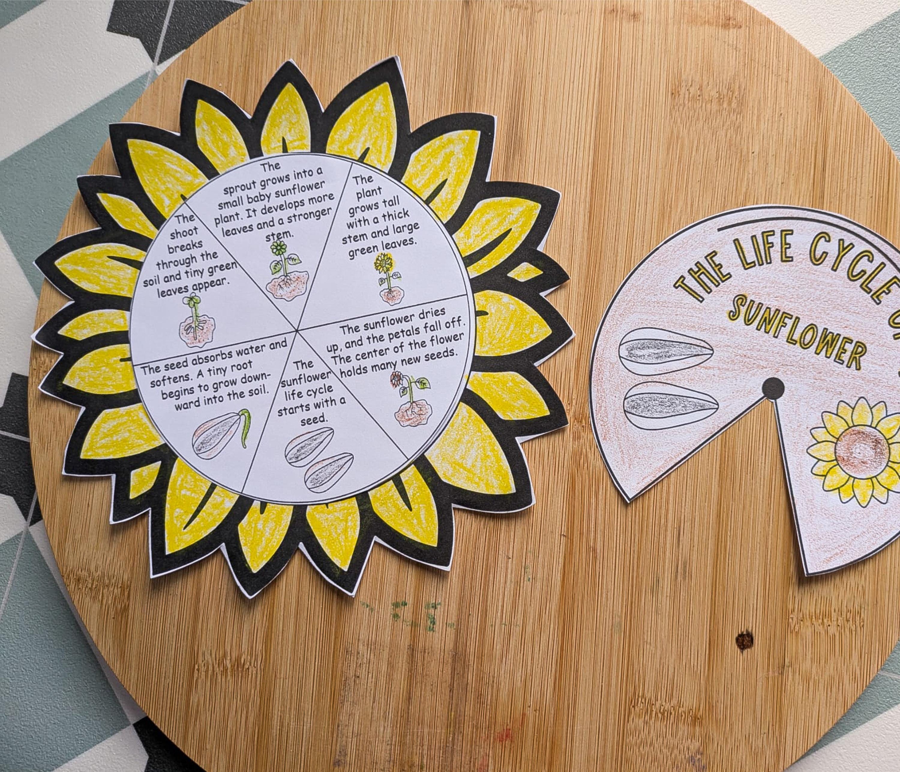 Life Cycle of a Sunflower Plant Spinner Wheel, Sequence Activity for ...