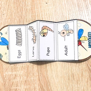 Life Cycle of a Mosquito Foldable Activity, Homeschool Science Unit ...