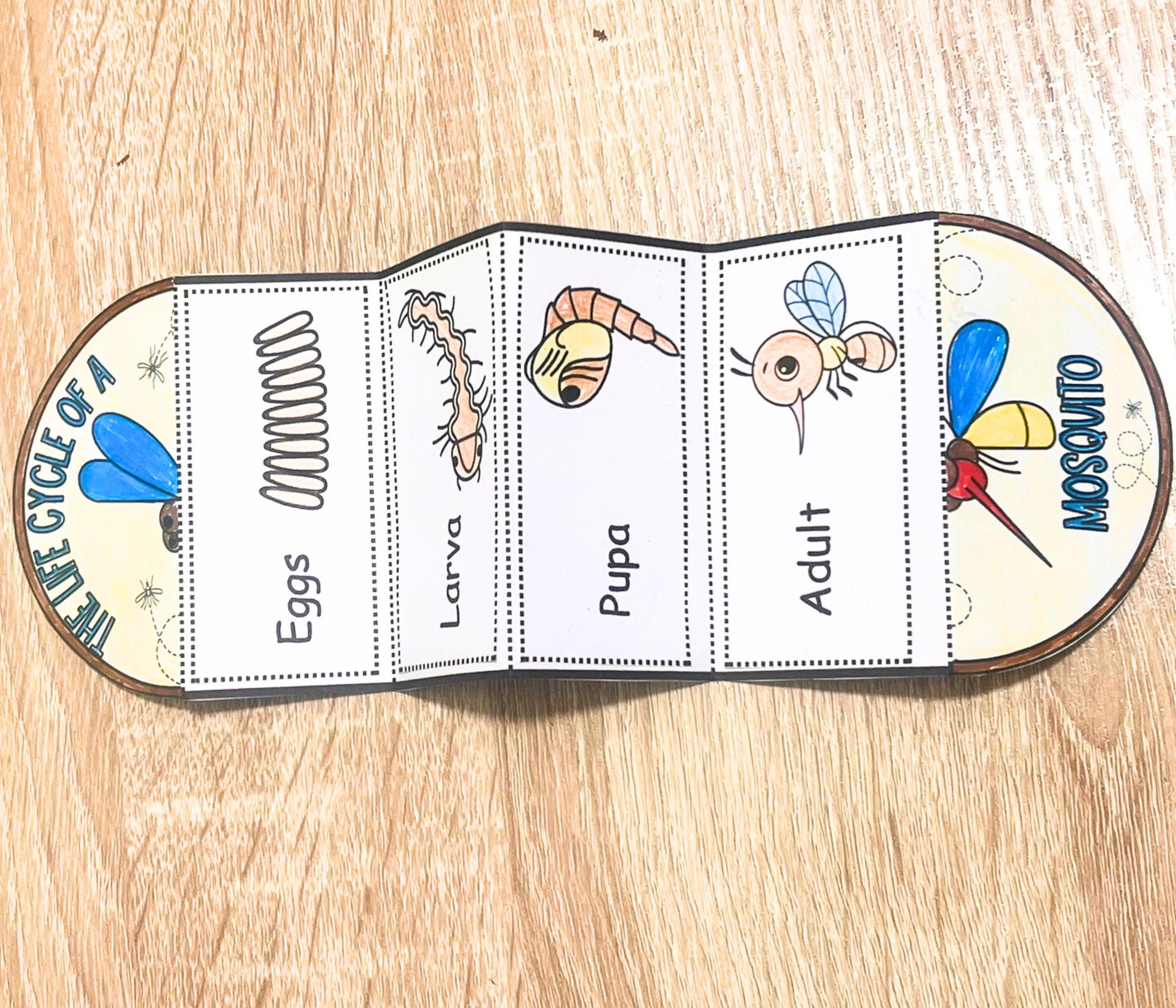 Life Cycle of a Mosquito Foldable Activity, Homeschool Science Unit ...