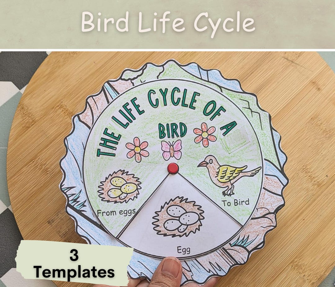 Life Cycle of a Bird Wheel, Kindergarten Unit Activity, Homeschool ...