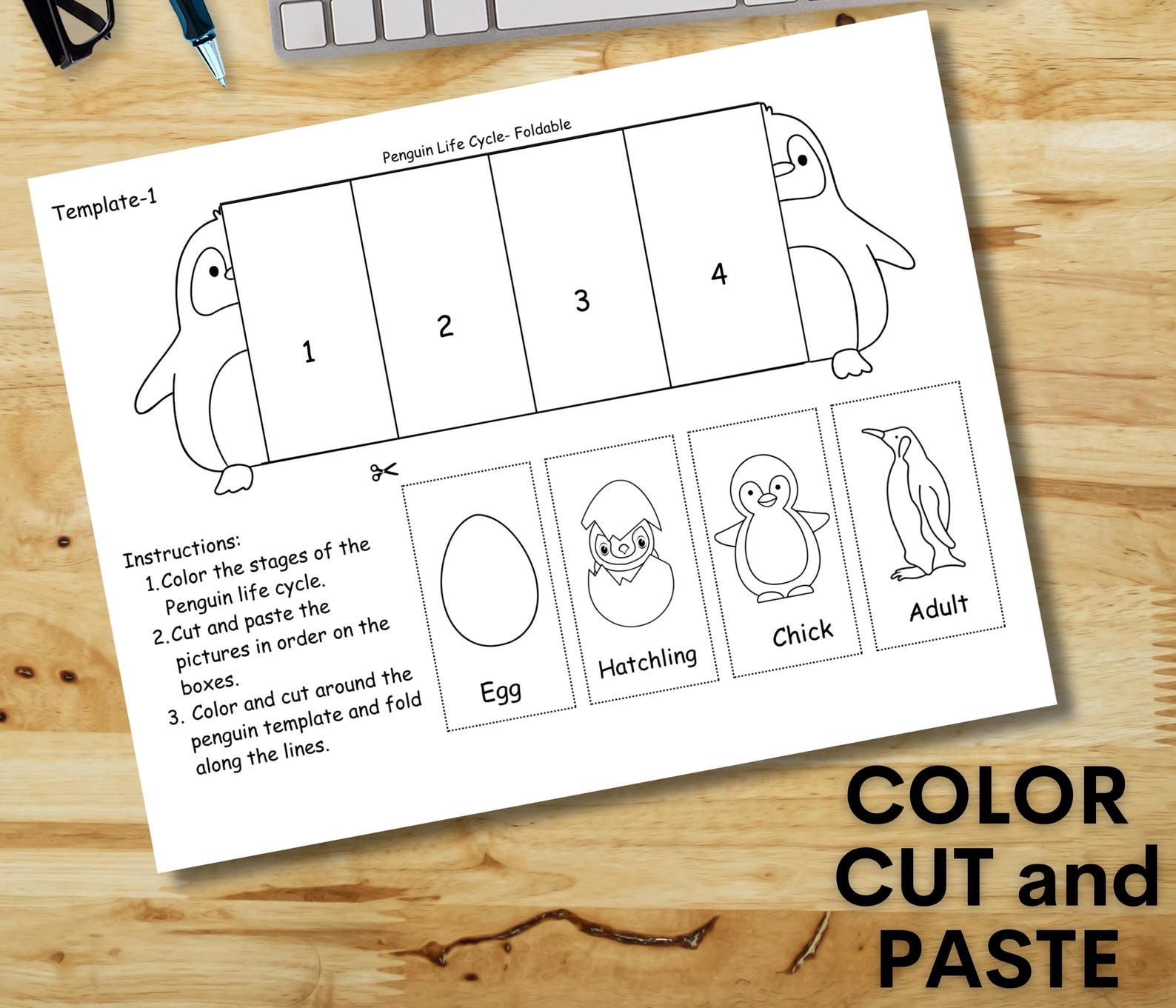 Penguin Life Cycle Foldable Activity, Sequencing With Picture Cards ...