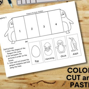Penguin Life Cycle Foldable Activity, Sequencing With Picture Cards ...