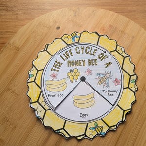 Life Cycle of a Honey Bee Wheel, Homeschool Science Unit Study ...