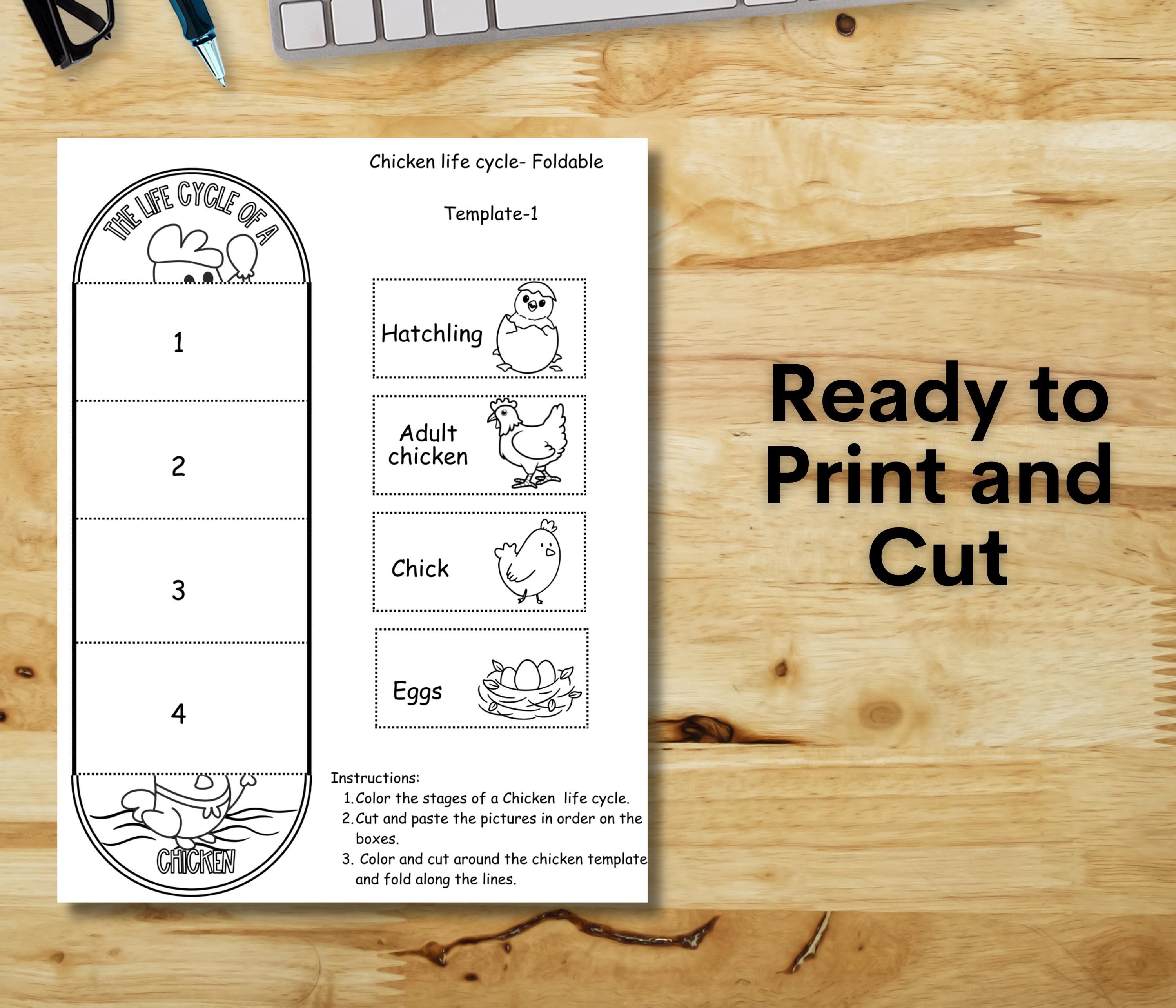 Life Cycle of a Chicken Foldable Activity, Homeschool Science Resources ...