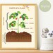 Parts of a Plant Educational Poster for Toddlers, Nature Homeschool ...