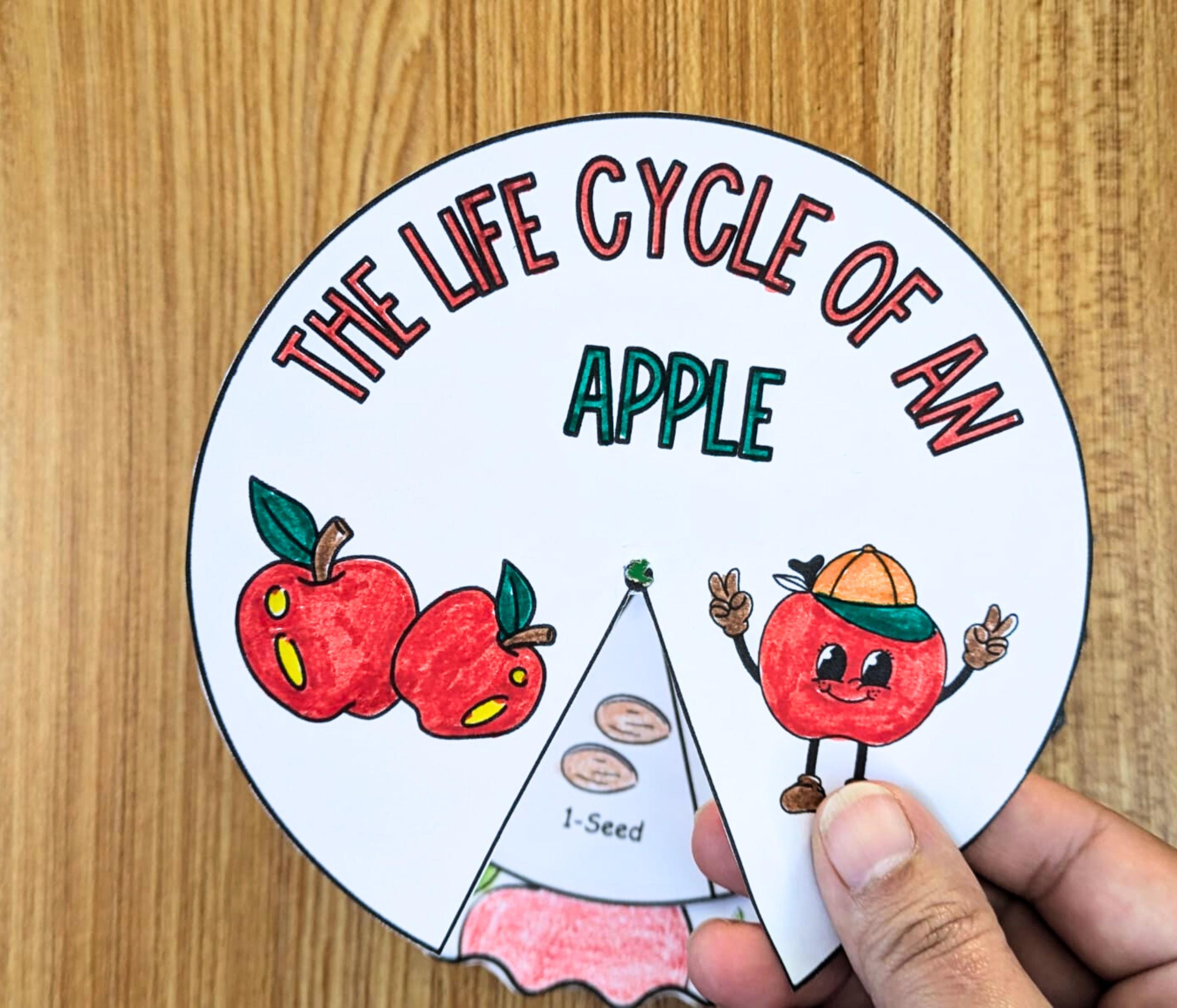 Life Cycle of an Apple Spinner Wheel Kids, Homeschool Science Unit ...