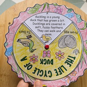 Life Cycle of a Duck Wheel, Kindergarten Unit Activity, Homeschool ...