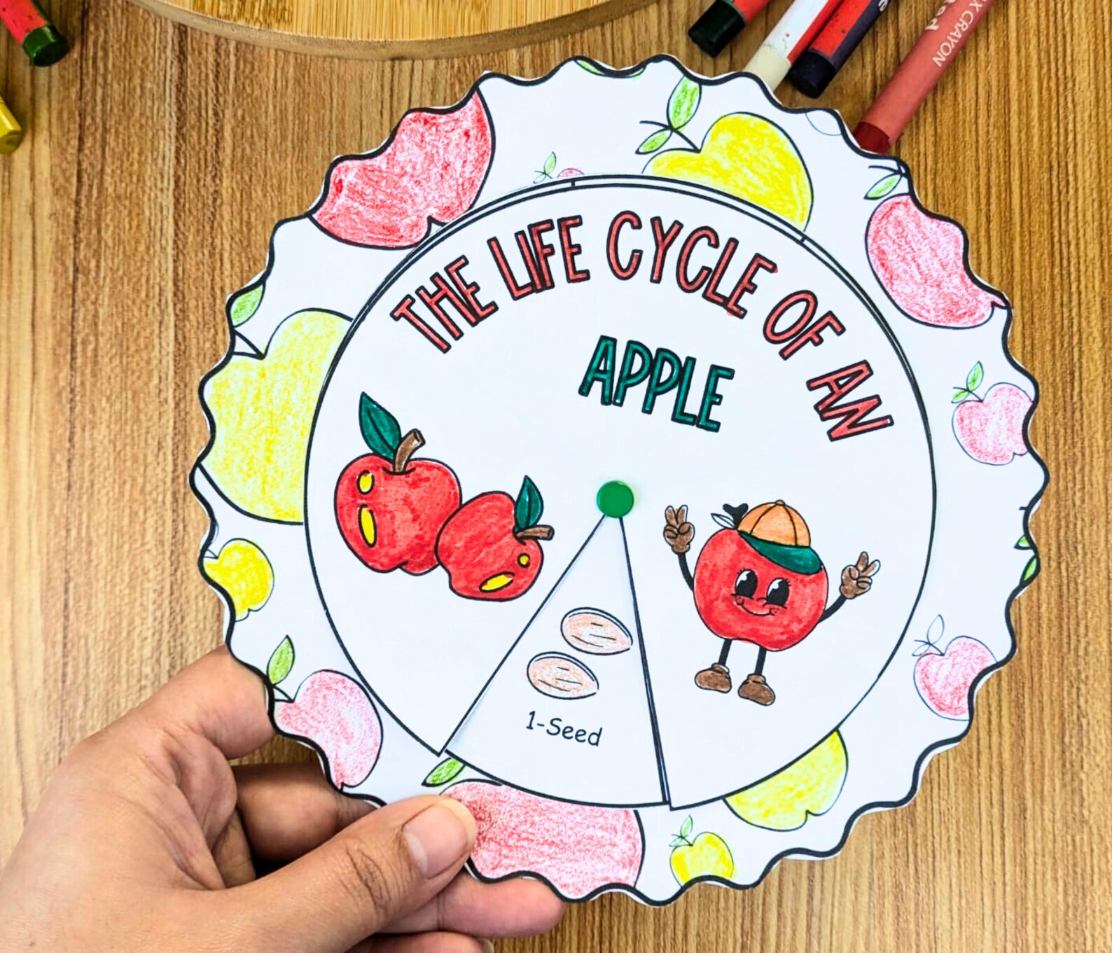 Life Cycle of an Apple Spinner Wheel Kids, Homeschool Science Unit ...