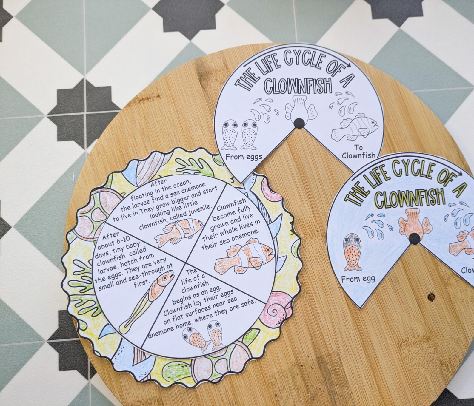 Ocean Animal Life Cycle Spinner Wheel, Homeschool Science Unit Activity ...